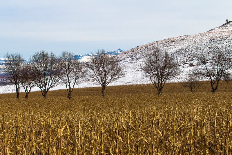 738 Maize Field Winter Photos - Free & Royalty-Free Stock Photos from ...