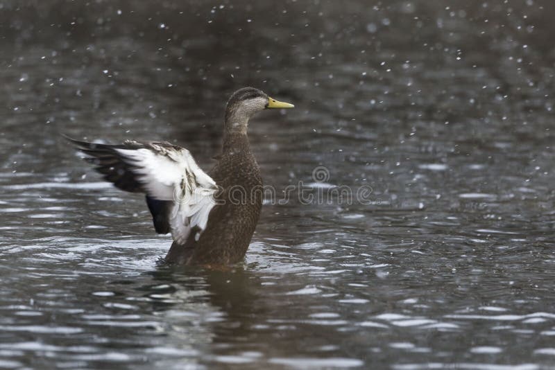 Winter Male American Black Duck, Anas Rubripes Stock Photo - Image of ...