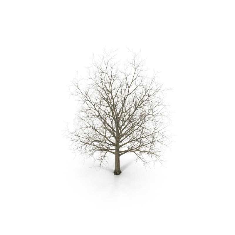Winter Maple Tree Isolated on White. 3D Illustration Stock Illustration ...