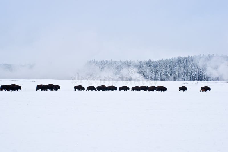 Winter March stock image. Image of animal, park, abundance - 15797733