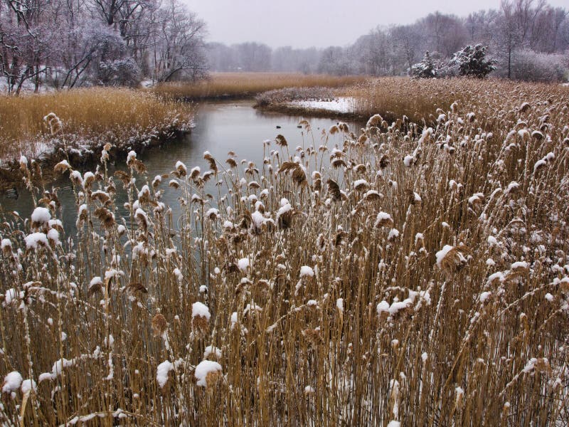 Winter Marsh stock photo. Image of snow, coastline, marsh - 13321838