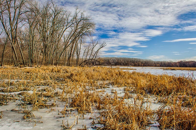 Winter Marsh Landscape Covered In Snow With Bare Trees In The Flemish ...
