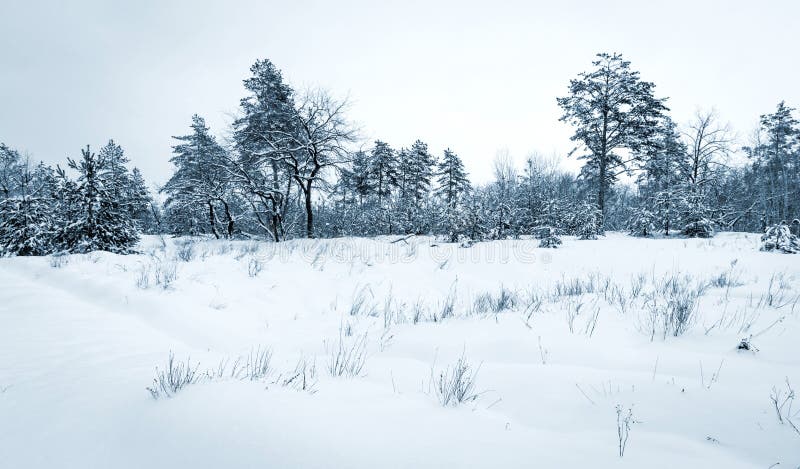 Winter meadow in forest stock photo. Image of frost - 137291898