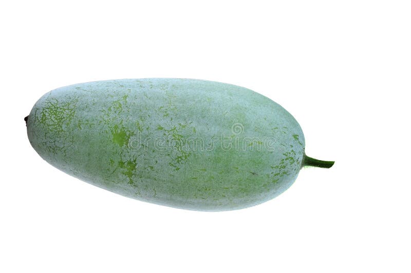 Winter Melon (white Gourd) Flower Stock Photo - Image of gourd, color ...