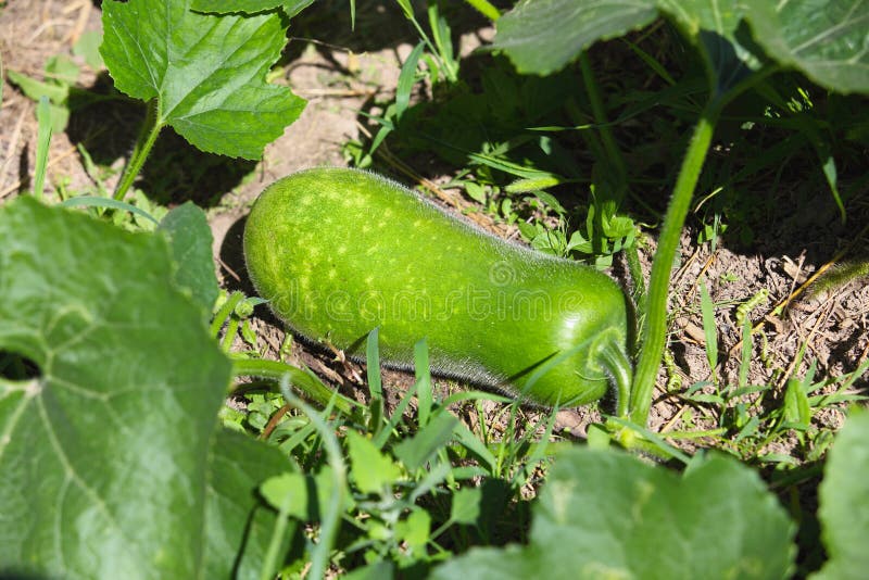 Winter melon stock image. Image of leaf, color, nutritious - 29020961