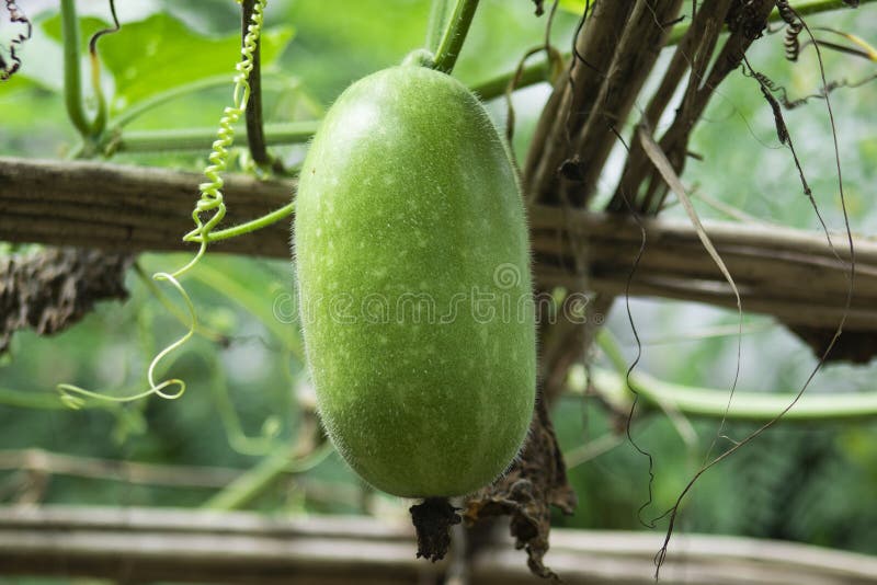 Winter Melon - Ash Gourd Plant Stock Image - Image of natural, cucumber ...