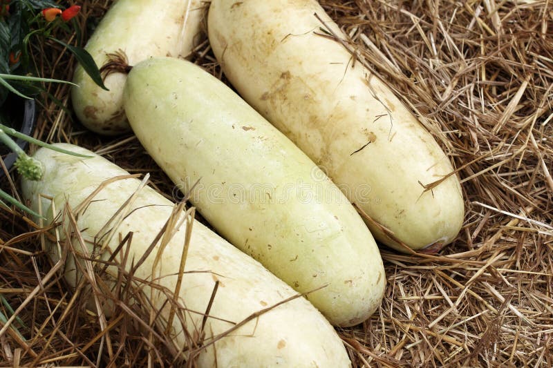 Winter melon stock image. Image of farm, green, melon - 37900239