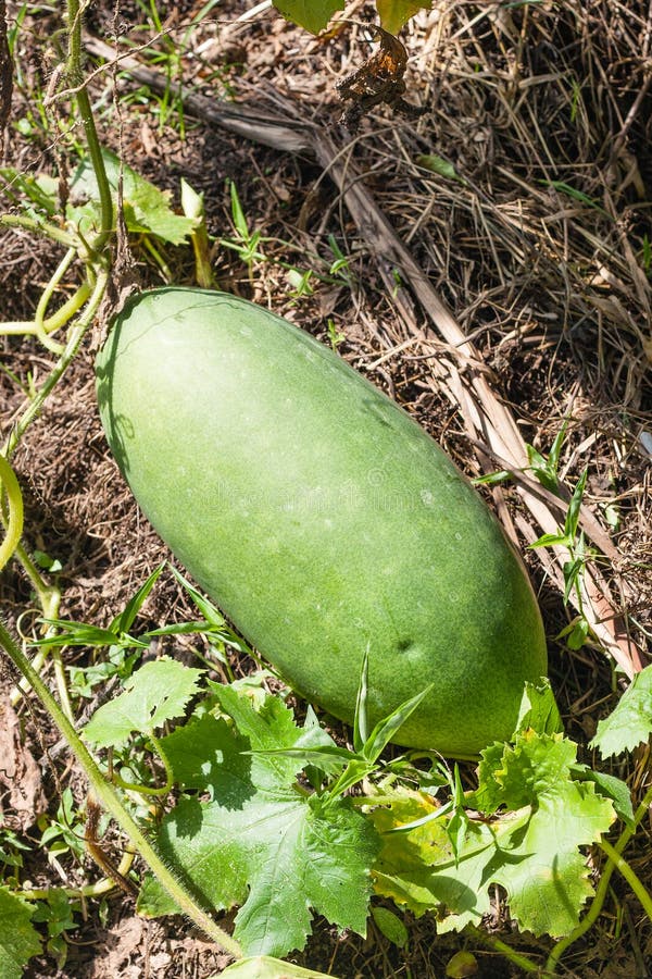 Winter melon. stock photo. Image of freshness, cultivation - 53019480