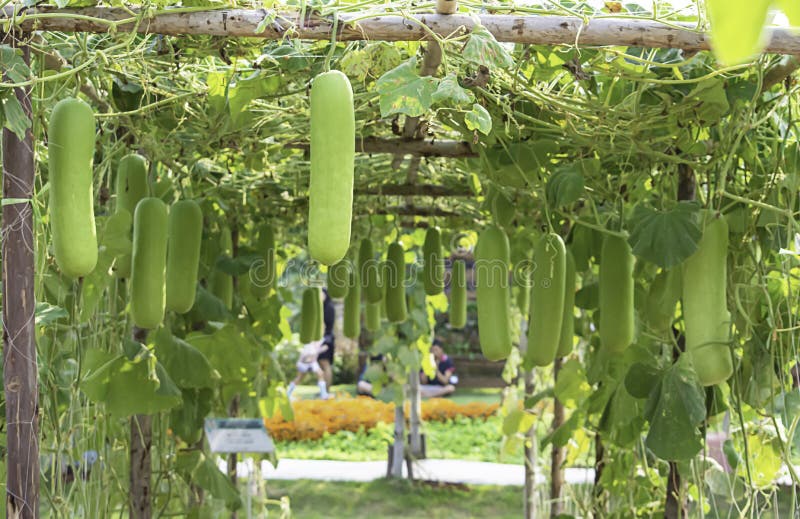 Row of Melon Trees with Fruits in Green House Stock Photo - Image of ...