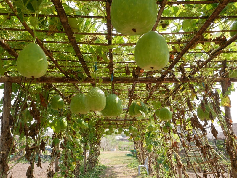 Winter Melon Many Trees on the Farm. Stock Photo - Image of organic ...