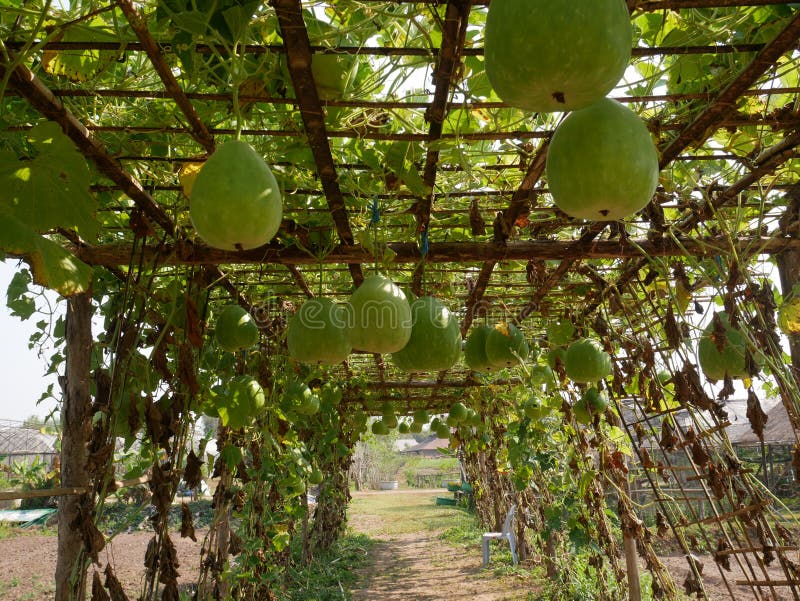 Winter Melon Many Trees On The Farm. Stock Photo - Image of organic ...