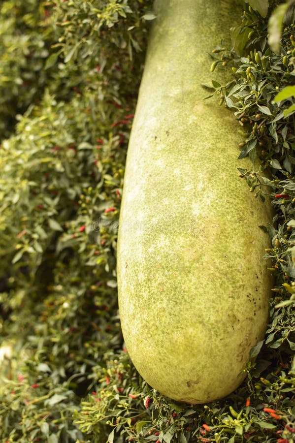 Winter melon stock image. Image of nature, material, farm - 45932003