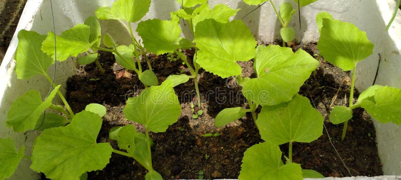 Winter Melon Seedlings Inside the Box Stock Photo - Image of winter ...
