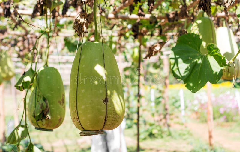 Winter Melon on Tree with Organic Agriculture Stock Photo - Image of ...