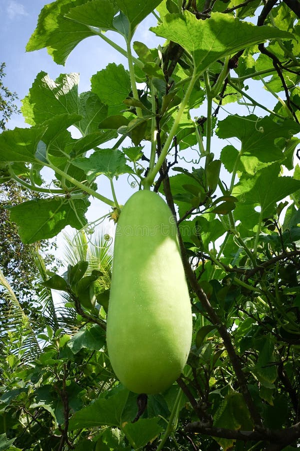 Winter melons growing stock image. Image of clitoria - 162707009