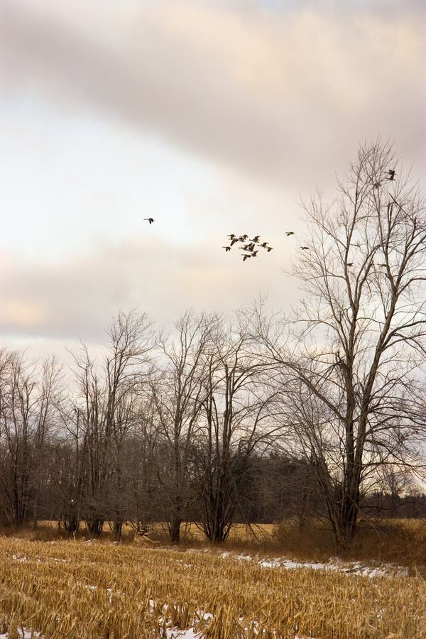 Winter Migration stock image. Image of flying, snow, winter - 7505161