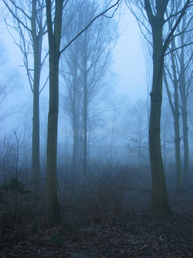 Winter mist stock photo. Image of misty, magical, winter - 55588