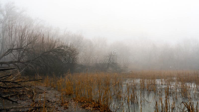 Winter mist stock photo. Image of europe, forest, winter - 68275150