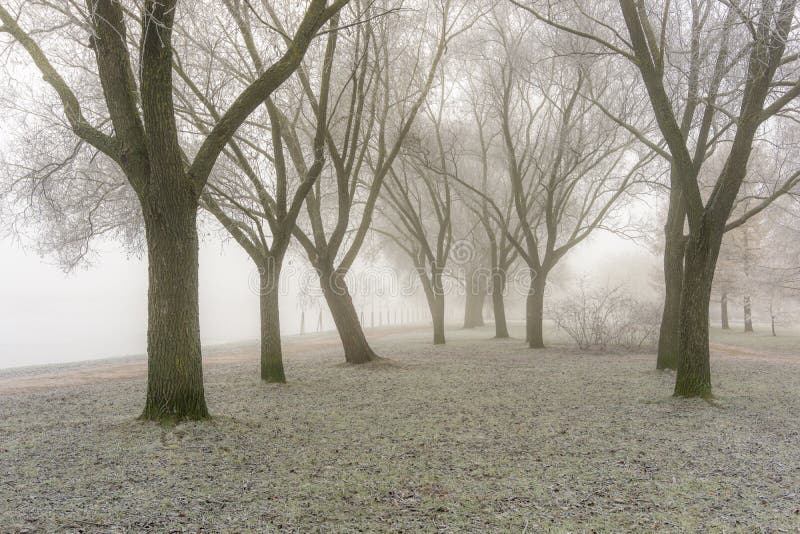 Winter mist in the park stock photo. Image of december - 82943516