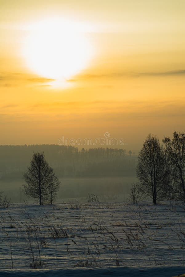 Winter, Misty Dawn in a Field among Frozen Trees Stock Photo - Image of ...