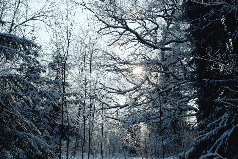 Winter Mixed Forest in Snow Stock Image - Image of cold, forest: 65166483