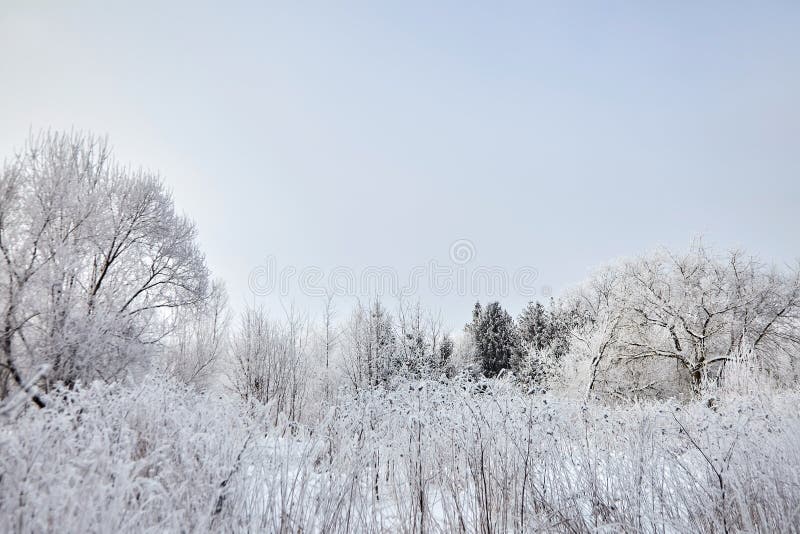 Winter Mixed Forest. Trees Covered with White Snow Stock Image - Image ...
