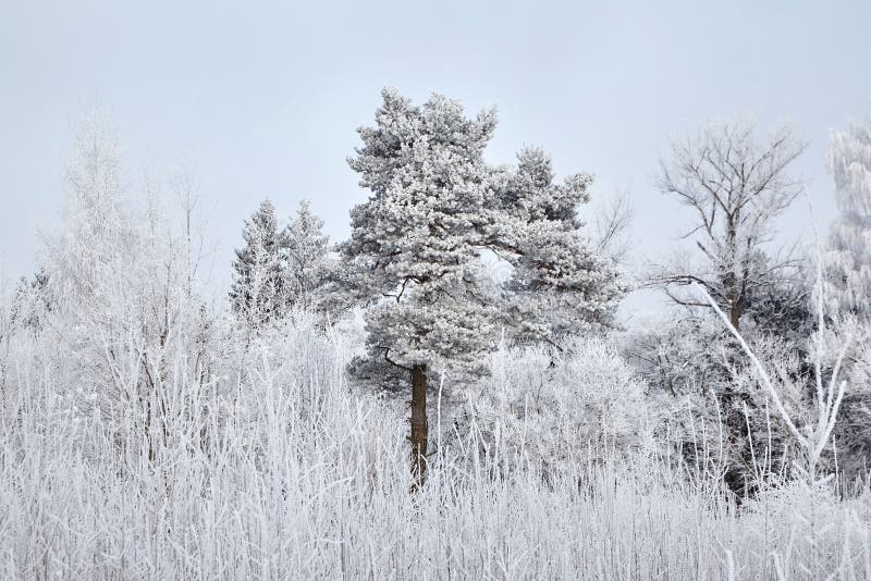 Winter Mixed Forest. Trees Covered with White Snow Stock Image - Image ...