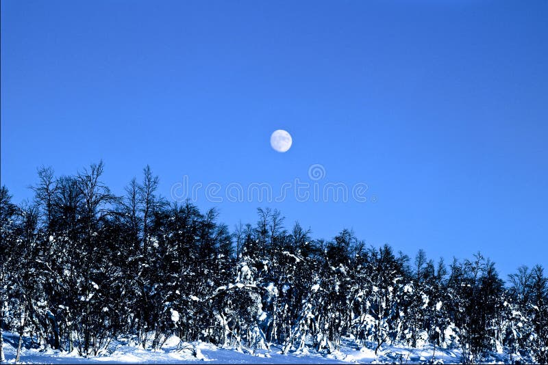 Winter Moon and Lone Tree stock image. Image of bare, fantasy - 2361889