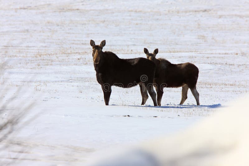 Winter Moose stock photo. Image of weather, animal, cold - 14293044
