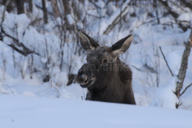 Winter Moose stock photo. Image of animal, cold, brown - 22796552