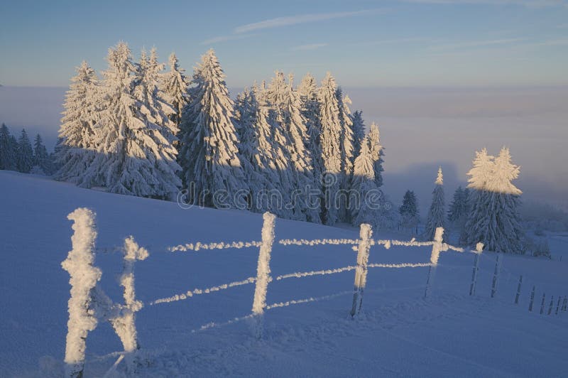Winter morning stock image. Image of pasture, morning - 26535119