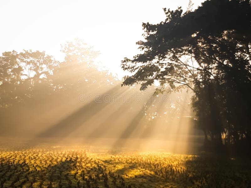 Winter Morning of Bangladesh Stock Image - Image of light, plant: 240127541