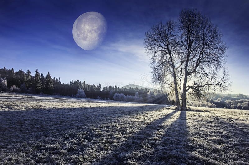 Winter morning stock photo. Image of bright, forest, frost - 36475056