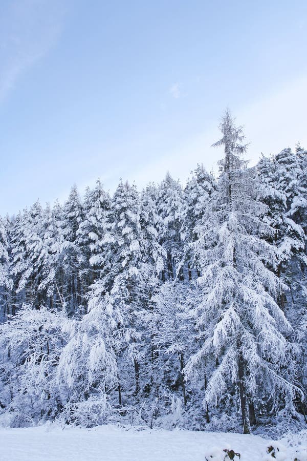 Winter Morning in the Forest Stock Photo - Image of golden, light ...