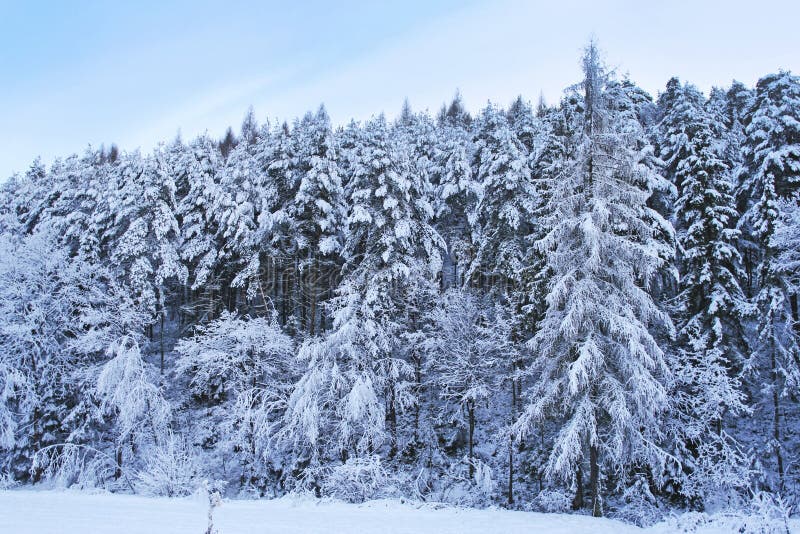 Winter Morning in the Forest Stock Photo - Image of outdoor, idyllic ...