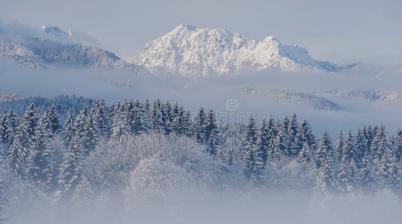 Winter Morning in the Forest and Mountains Stock Image - Image of ...