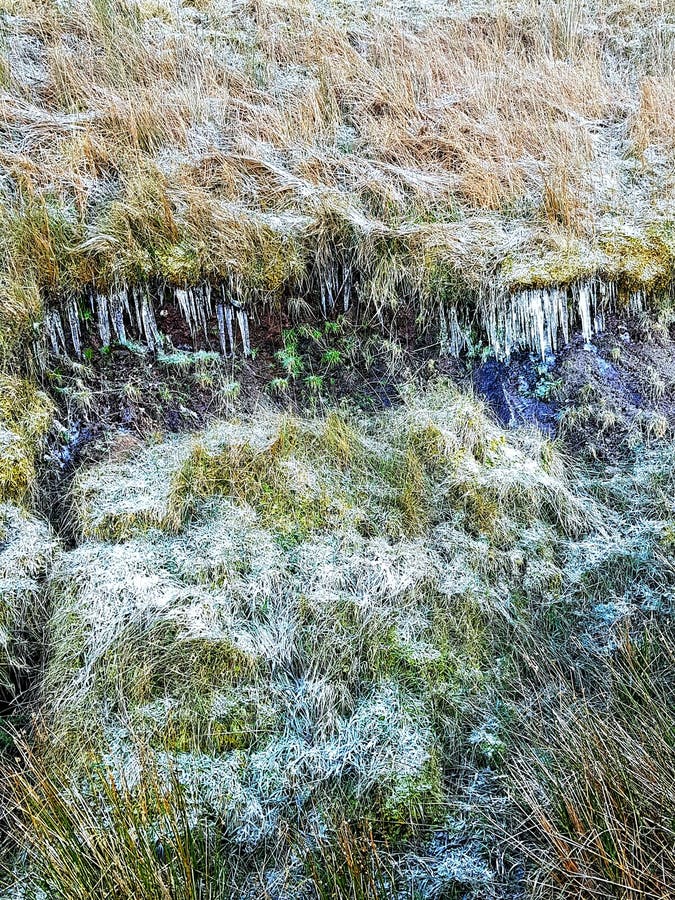 Icey grass stock photo. Image of icicles, morning, green - 110868712