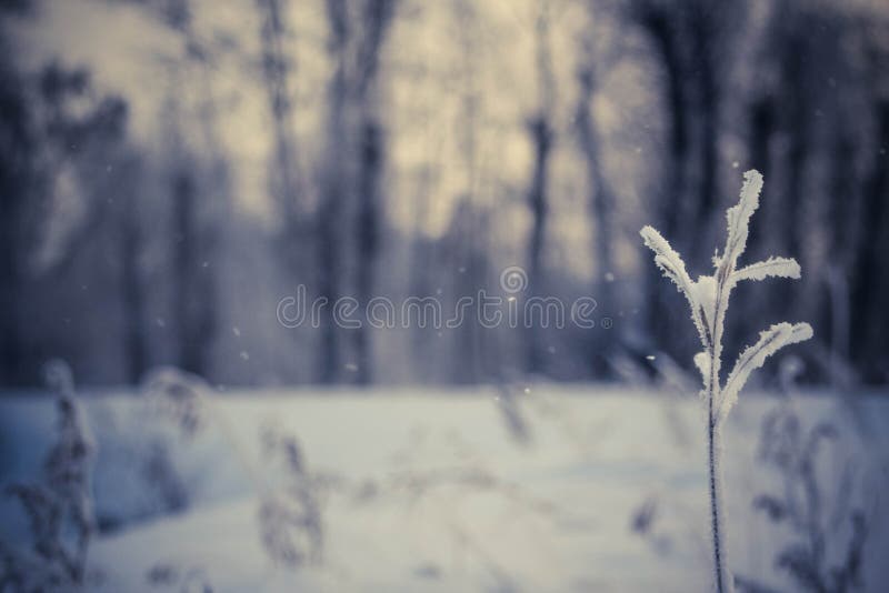 Winter Morning Scene with Falling Snow Stock Image - Image of twigs ...