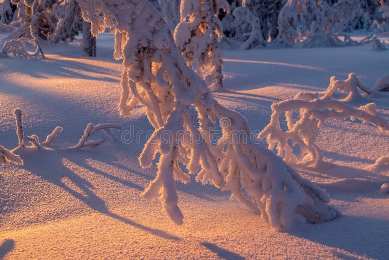Winter Morning Scene in Norway with Snow Covered Trees Stock Image ...