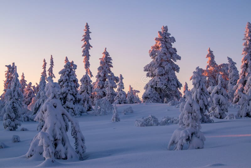 Winter Morning Scene in Norway with Snow Covered Trees Stock Image ...