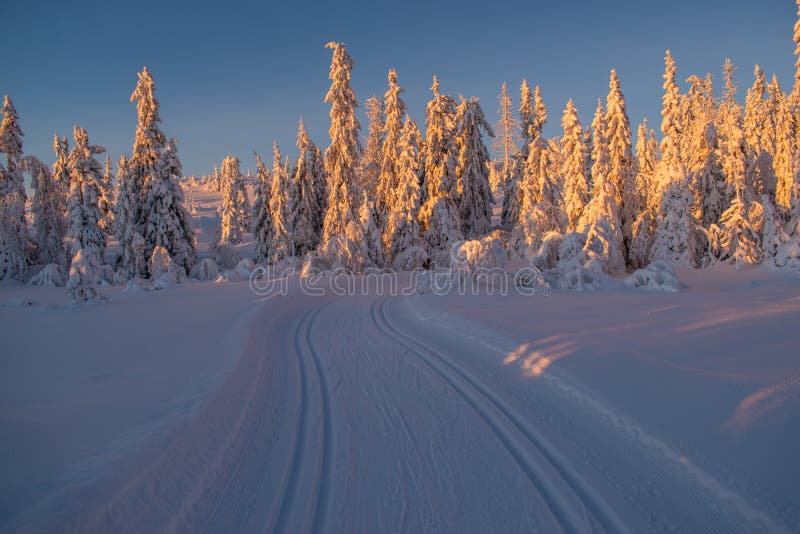 Winter Morning Scene in Norway with Snow Covered Trees Stock Photo ...