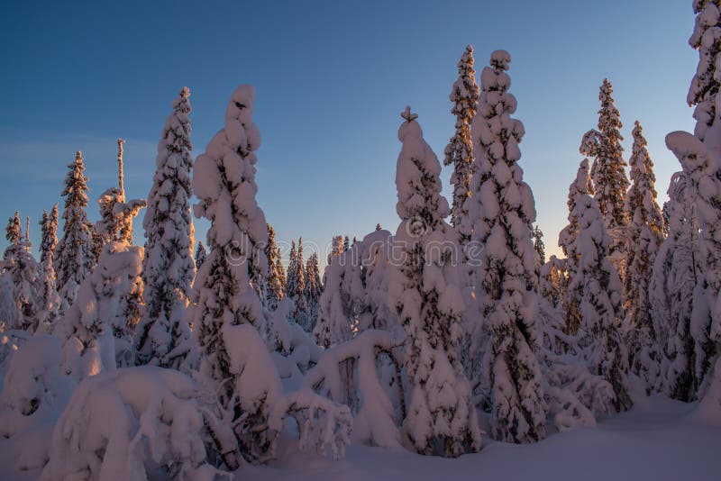 Winter Morning Scene in Norway with Snow Covered Trees Stock Photo ...