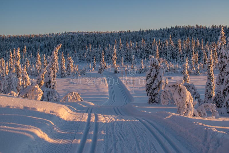 Winter Morning Scene in Norway with Snow Covered Trees Stock Photo ...