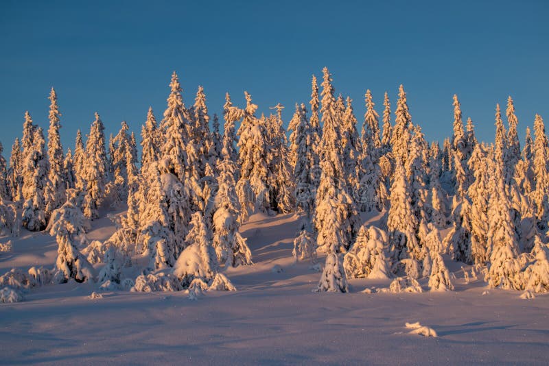 Winter Morning Scene in Norway with Snow Covered Trees Stock Image ...