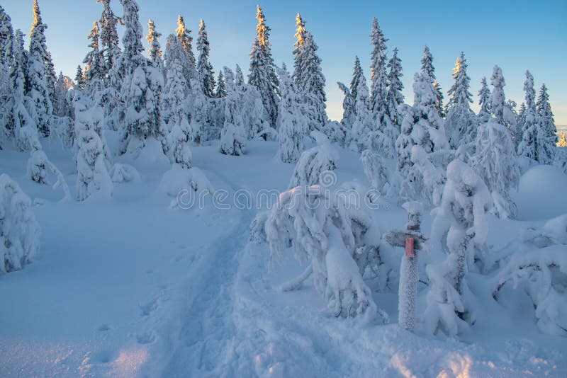 Winter Morning Scene in Norway with Snow Covered Trees Stock Image ...