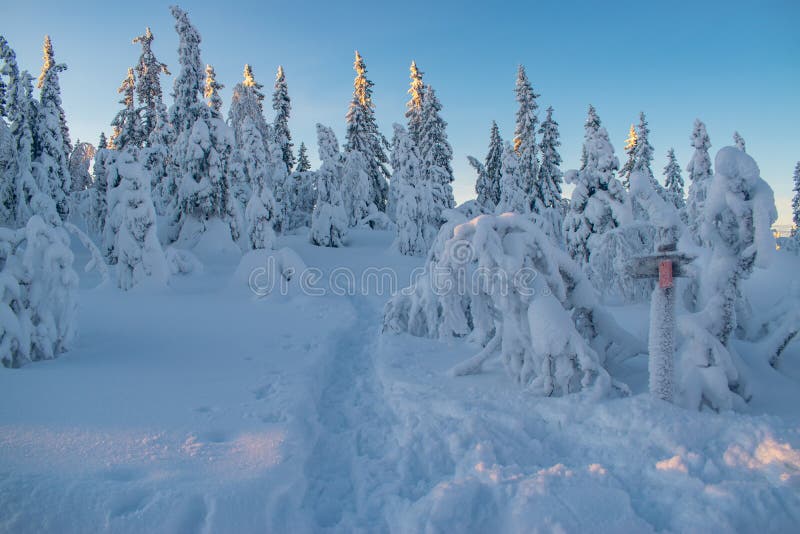 Winter Morning Scene in Norway with Snow Covered Trees Stock Photo ...
