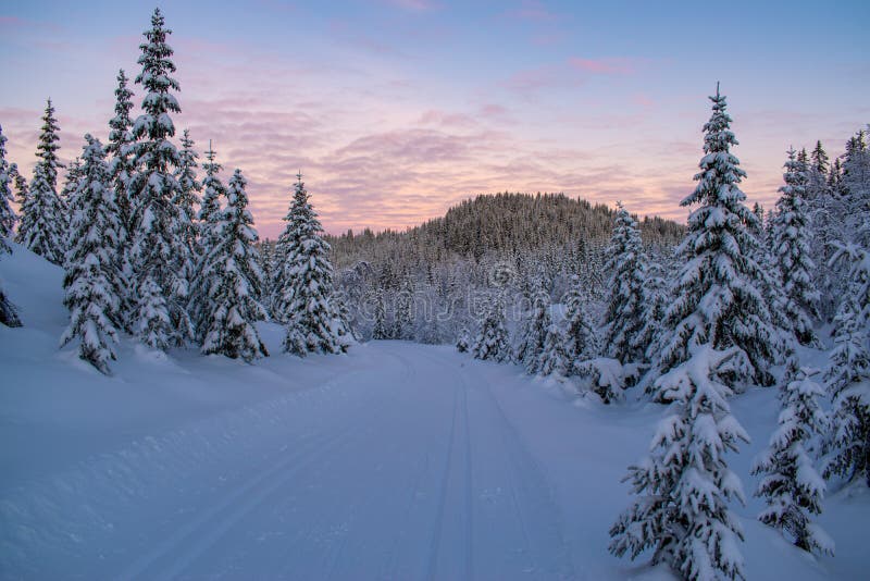 Winter Morning Scene in Norway with Snow Covered Trees Stock Image ...