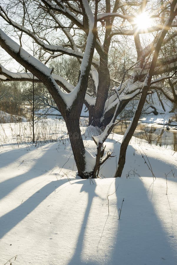 Winter morning shadows stock image. Image of forest, snow - 76901797