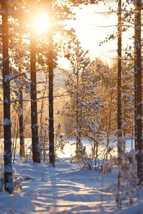 Winter morning snowy scene stock image. Image of forest - 13212153