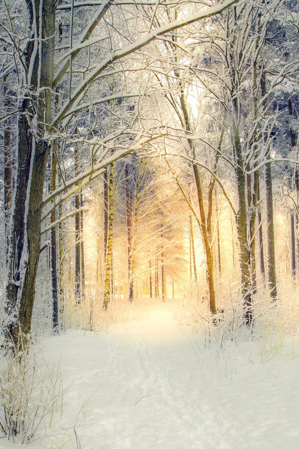 Winter morning stock image. Image of sweden, morning - 61642993